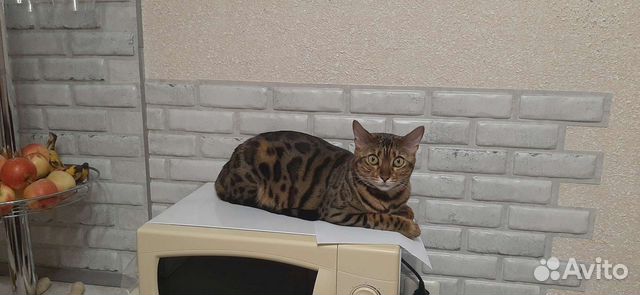 Бенгальская кошка