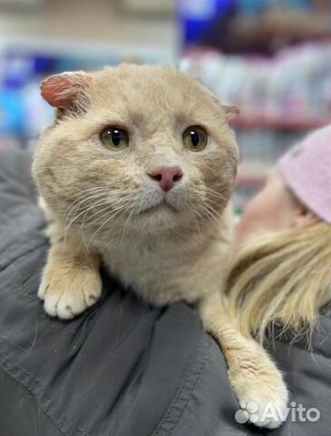 Абрикос. котик, которому некуда идти. совсем