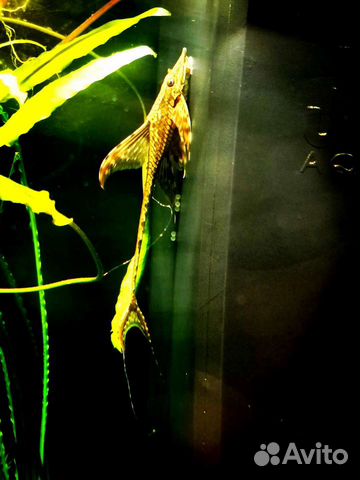 Продам стурисома панамская, лорикария красная, ска