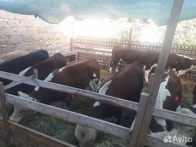 Быки герефорд