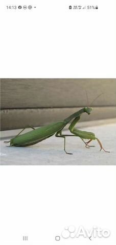 Богомол обыкновенный