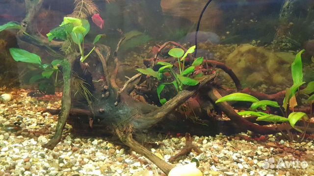 Оформление, растения, коряга аквариума