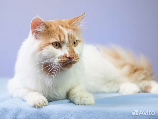 Котику Сене нужен дом