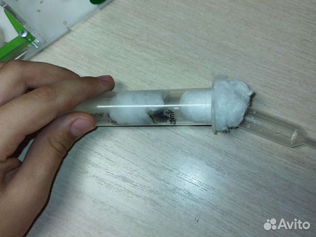 Муравьи lasius niger