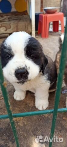 Щенки Сенбернара