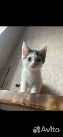 Котенок в добрые руки бесплатно