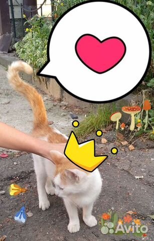 Котёнок - рыжей радости боченок