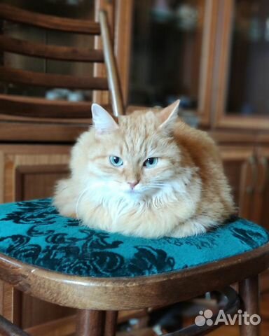 Кошечка в добрые руки бесплатно