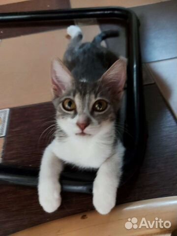 Котенок в дар 2 месяца девочка привезу бесплатно