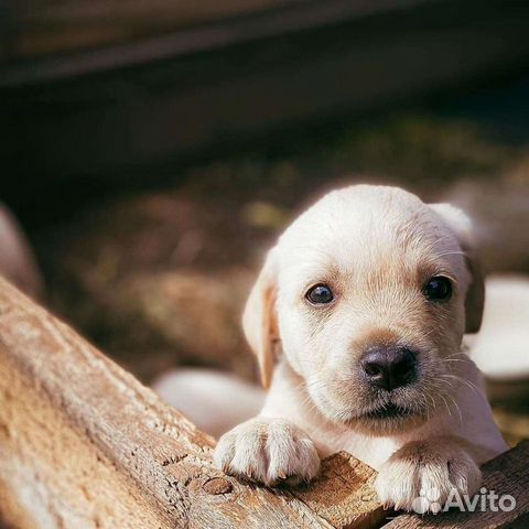 Щенки лабрадора палевые