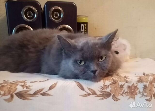 Кошка британка в дар
