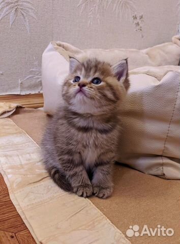 Британские котята