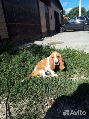 Бассет хаунд