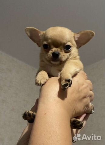 Щеночек чихуахуа