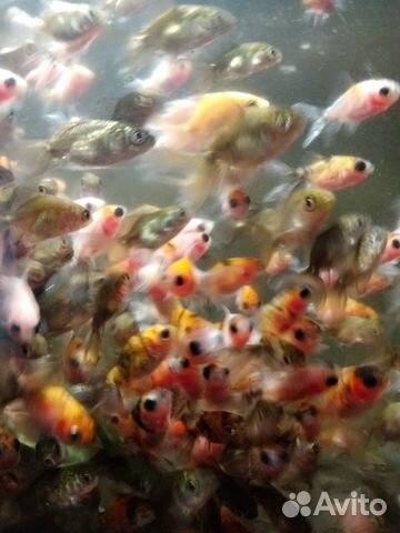 Аквариумные рыбы