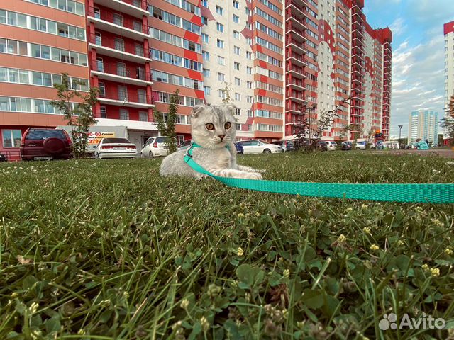 Шотладндский вислоухий кот вязка