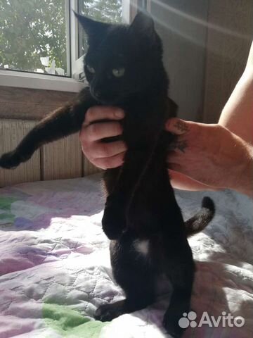 Отдам бесплатно в добрые руки котенка(девочка)