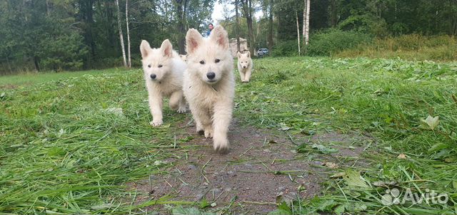 Щенки белой швейцарской овчарки (бшо)