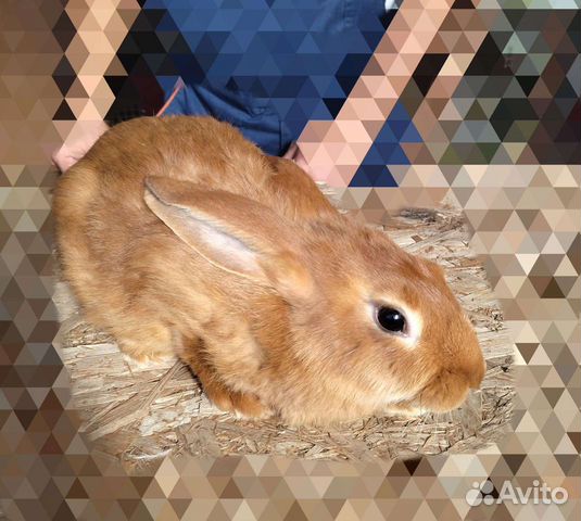 Кролик нзк