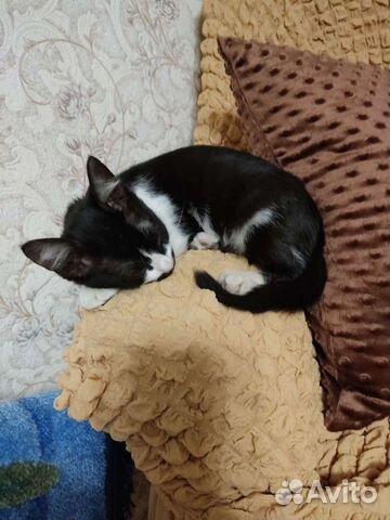 Ориентальная в добрые руки