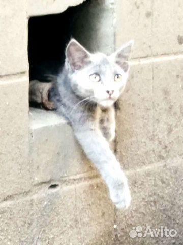 Котенок ищет дом