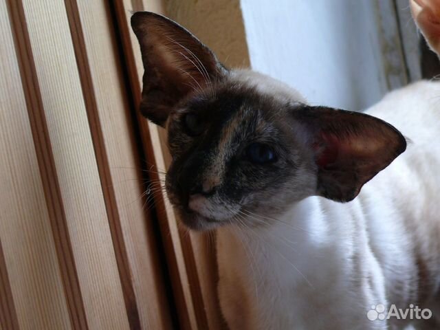 Экстремальная кошка