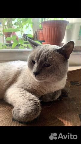 Котик тайский (мальчик 1,5 года)