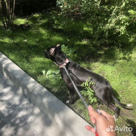 Стаффики щеночки