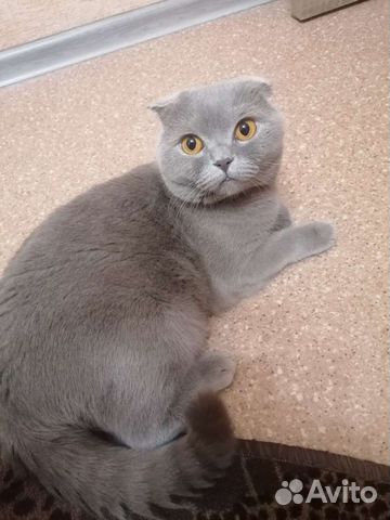 Котика на свидание