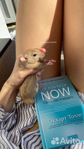 Крыса дамбо бурмиз с клеткой