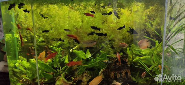 Моллинезии, меченосцы, рыбки