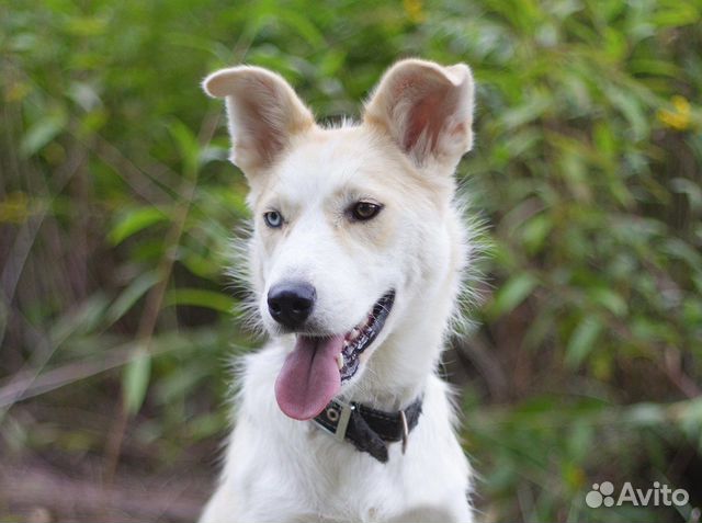 Ищем дом Аляске