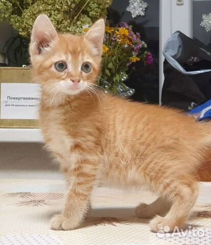 Рыжее счастье