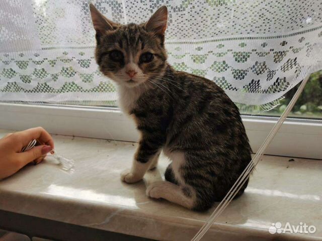 Очаровательный котенок, красивый окрас, ласковый