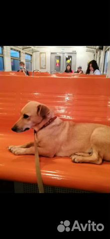 Ариша метис таксы в поисках семьи