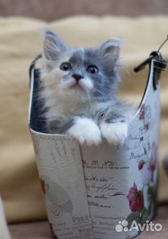 Чудесные котята Молли и Полли 1,5 месяца в дар