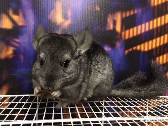 Шиншилла самочка