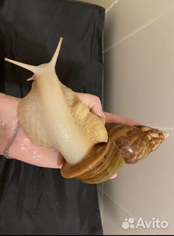 Улитка ахатина с домиком бесплатно