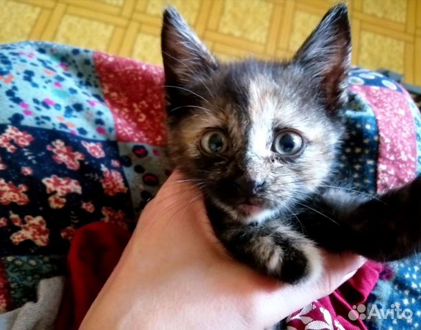 Симочка в самые добрые руки