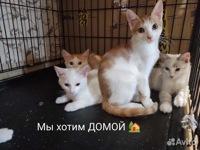 Котята в добрые руки