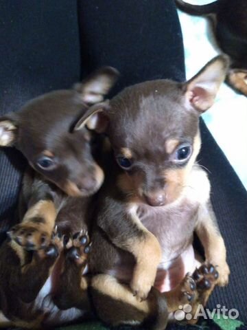 Мини той-терьер щенки продажа