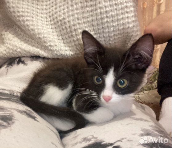 Кот в добрые руки