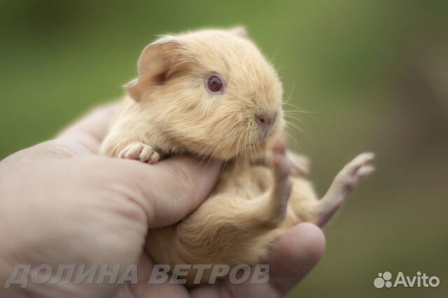 Морская свинка, кремовая, гладкошерстная, мальчик