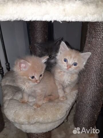 Котята в добрые руки бесплатно