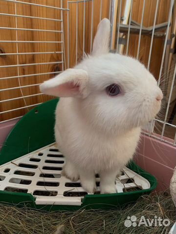 Кролик карликовый