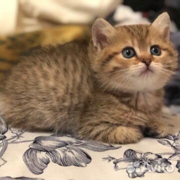 Великолепные котята золотая шиншилла