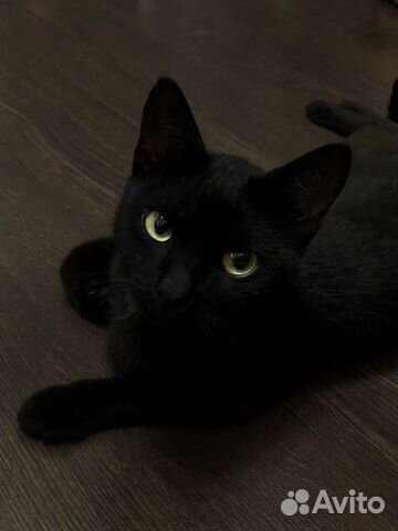 Молодая чёрная кошка в добрые руки (котёнок-подрос
