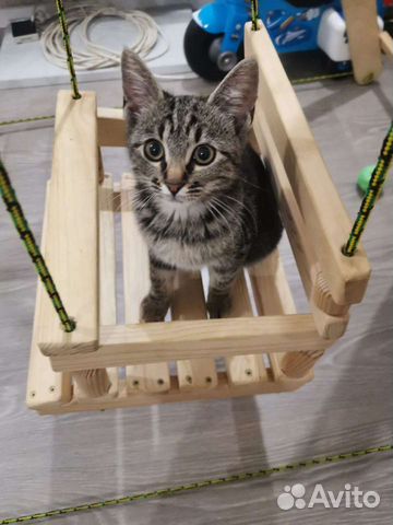 Котенок - бурундучек