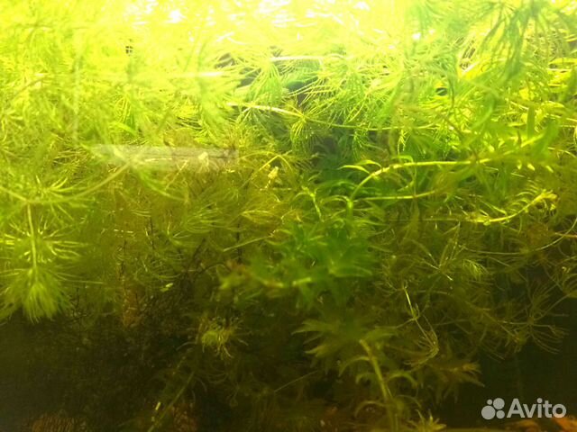 Аквариумное растение
