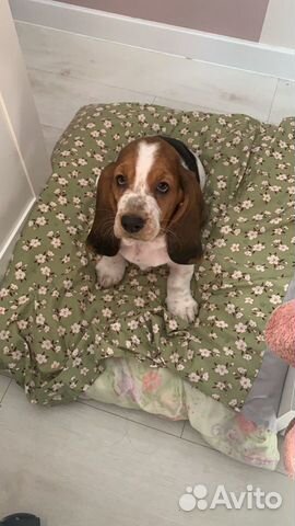 Щенки бассет хаунд